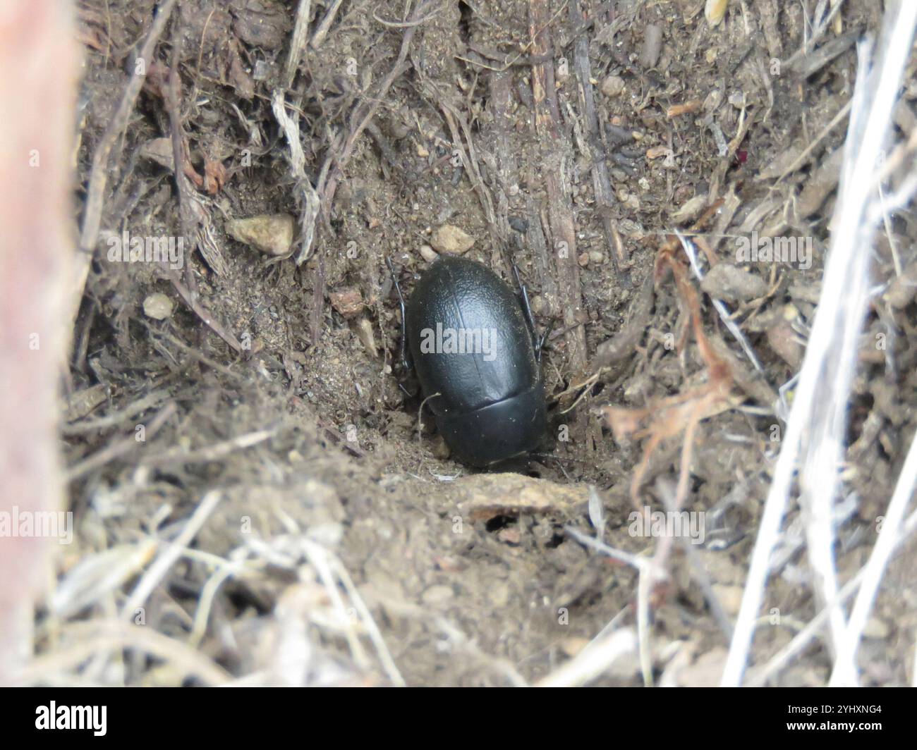 Darkling Beetles (Tenebrionidae Stock Photo - Alamy