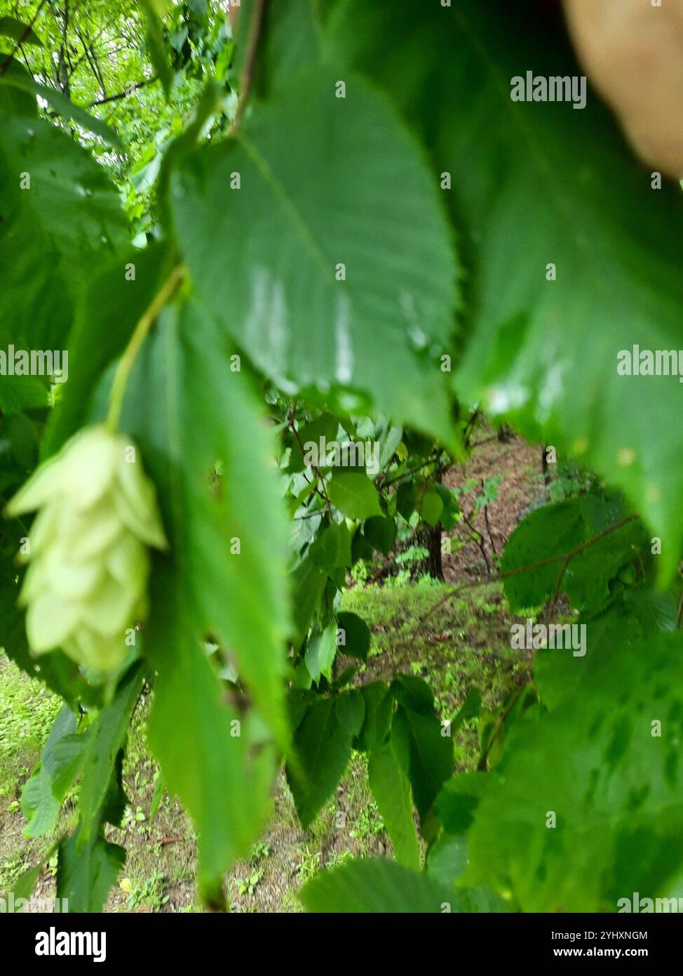 Eastern Hop-hornbeam (Ostrya virginiana virginiana Stock Photo - Alamy