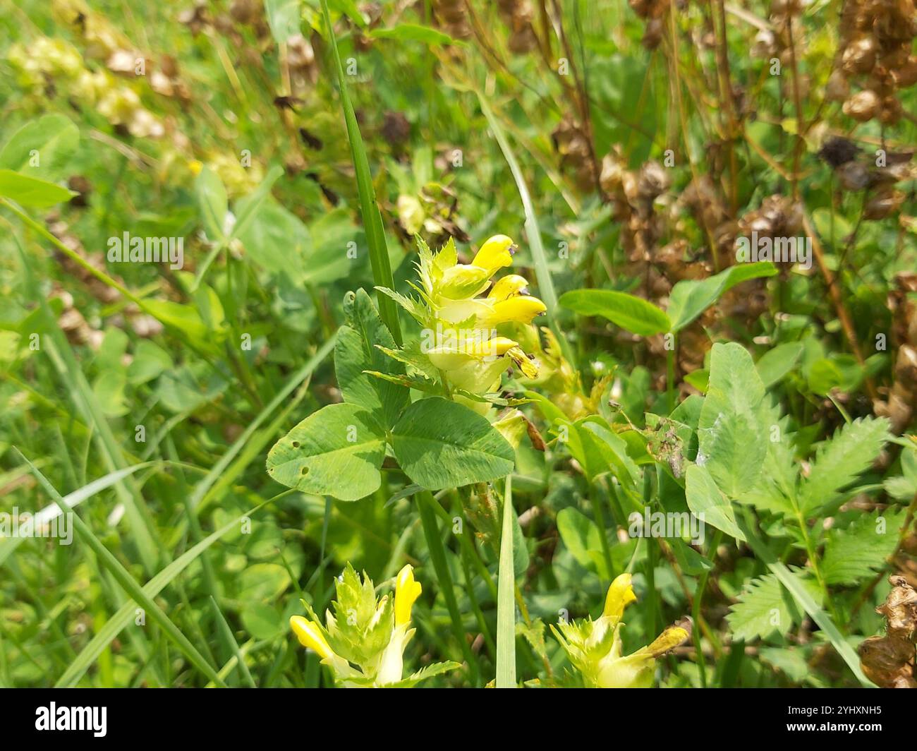 Greater Yellow-rattle (Rhinanthus serotinus Stock Photo - Alamy