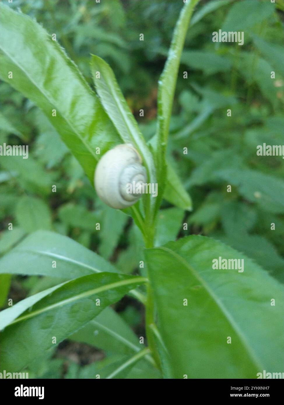 Bush snail (Fruticicola fruticum Stock Photo - Alamy
