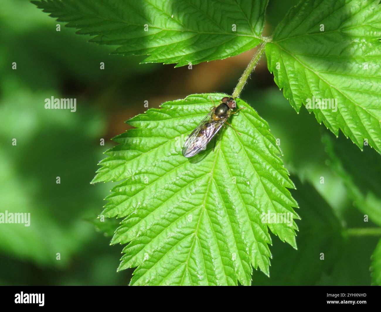 Banded Thintail (Meliscaeva cinctella Stock Photo - Alamy