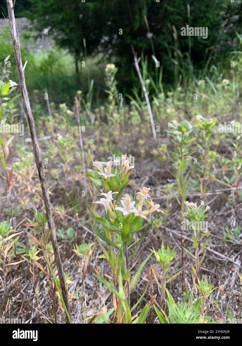 grand collomia (Collomia grandiflora Stock Photo - Alamy