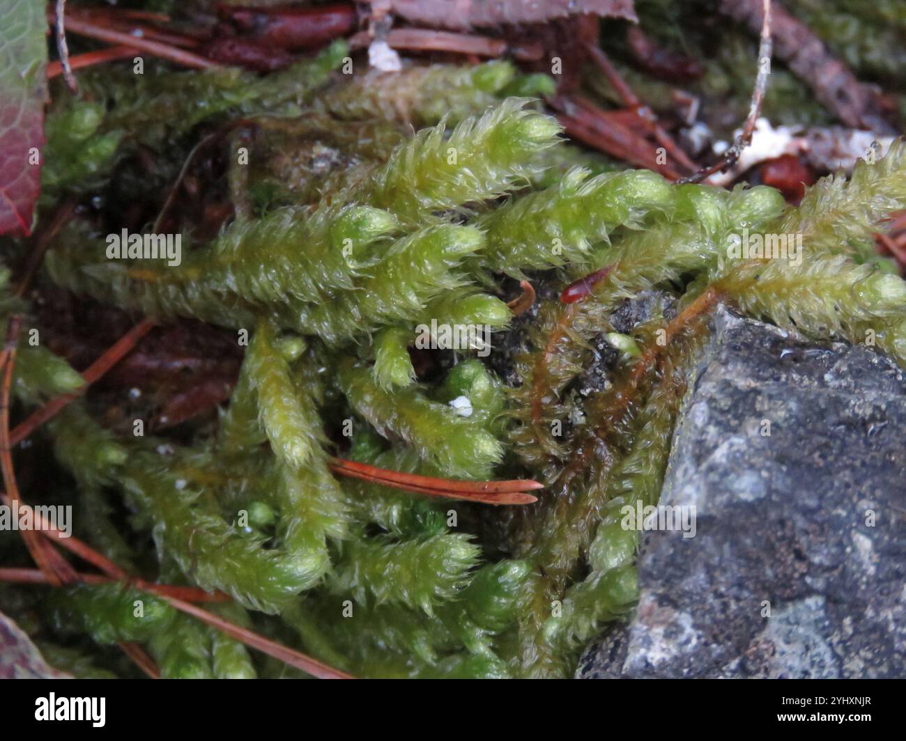 Pipecleaner Moss (Rhytidiopsis robusta Stock Photo - Alamy