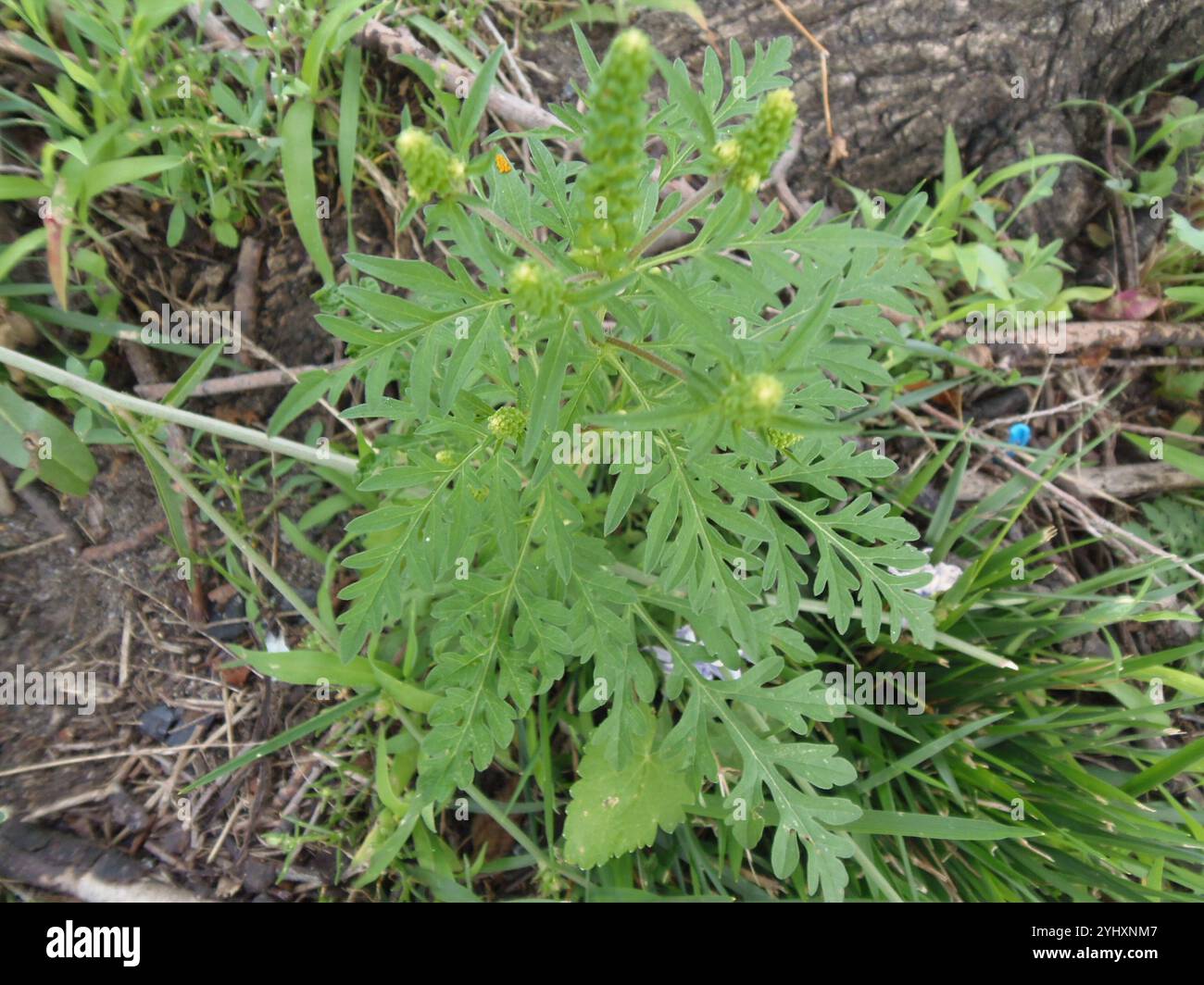common ragweed (Ambrosia artemisiifolia Stock Photo - Alamy