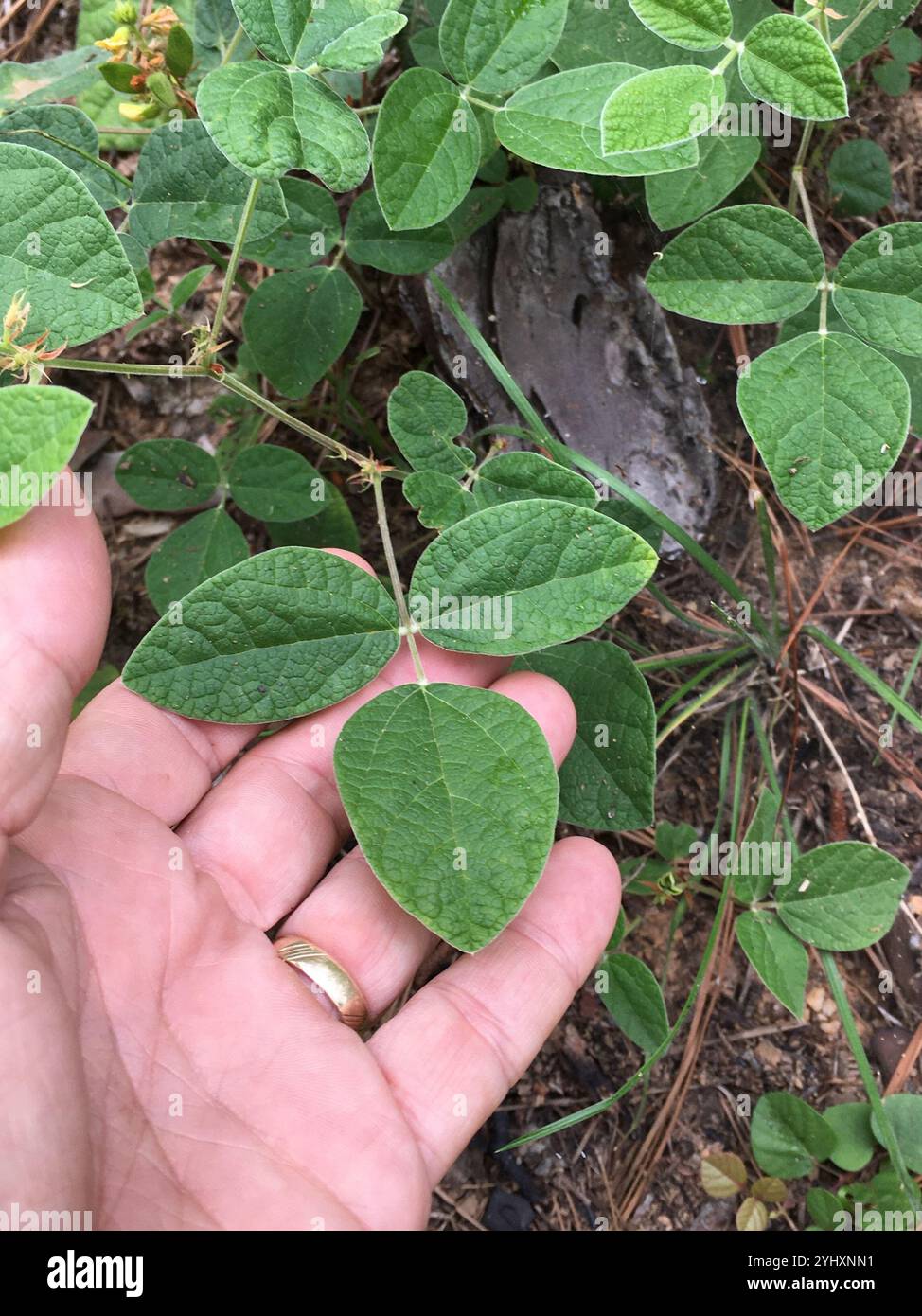 Twining Snoutbean (Rhynchosia tomentosa Stock Photo - Alamy