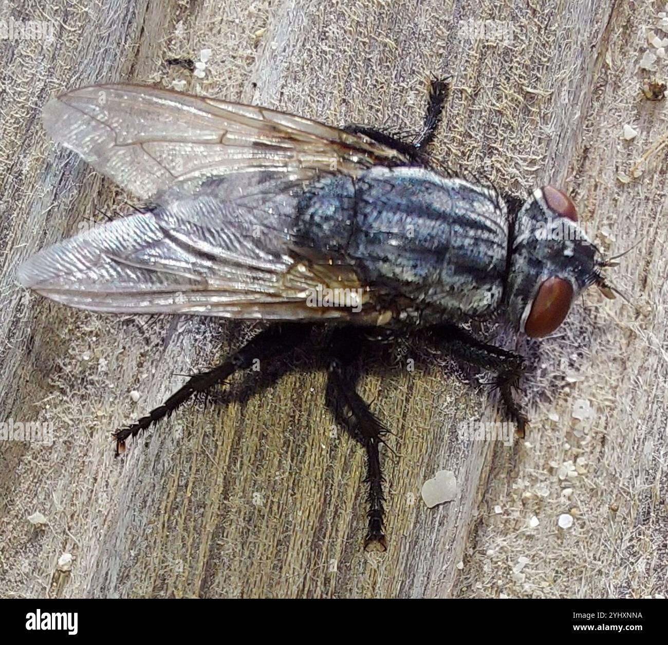 Bot Flies, Blow Flies, and Allies (Oestroidea Stock Photo - Alamy