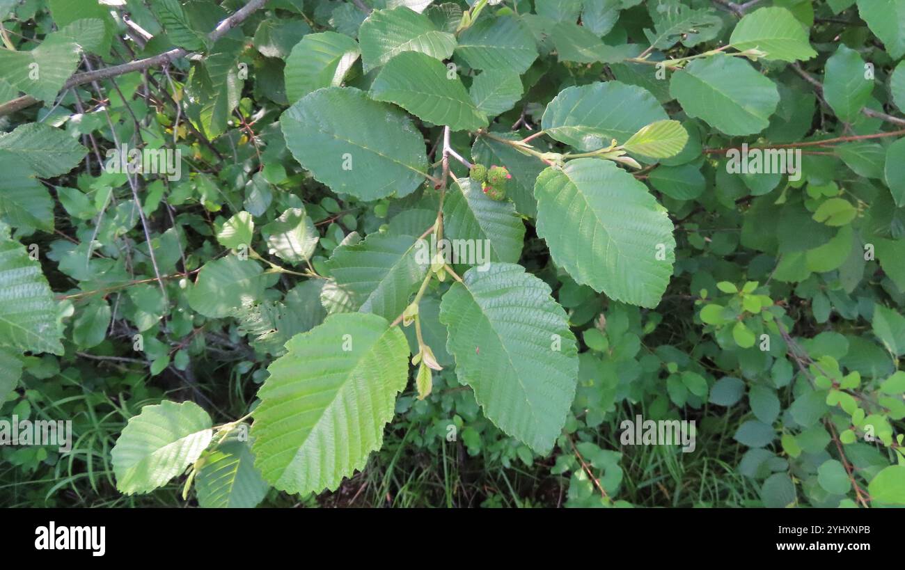 grey alder (Alnus incana Stock Photo - Alamy