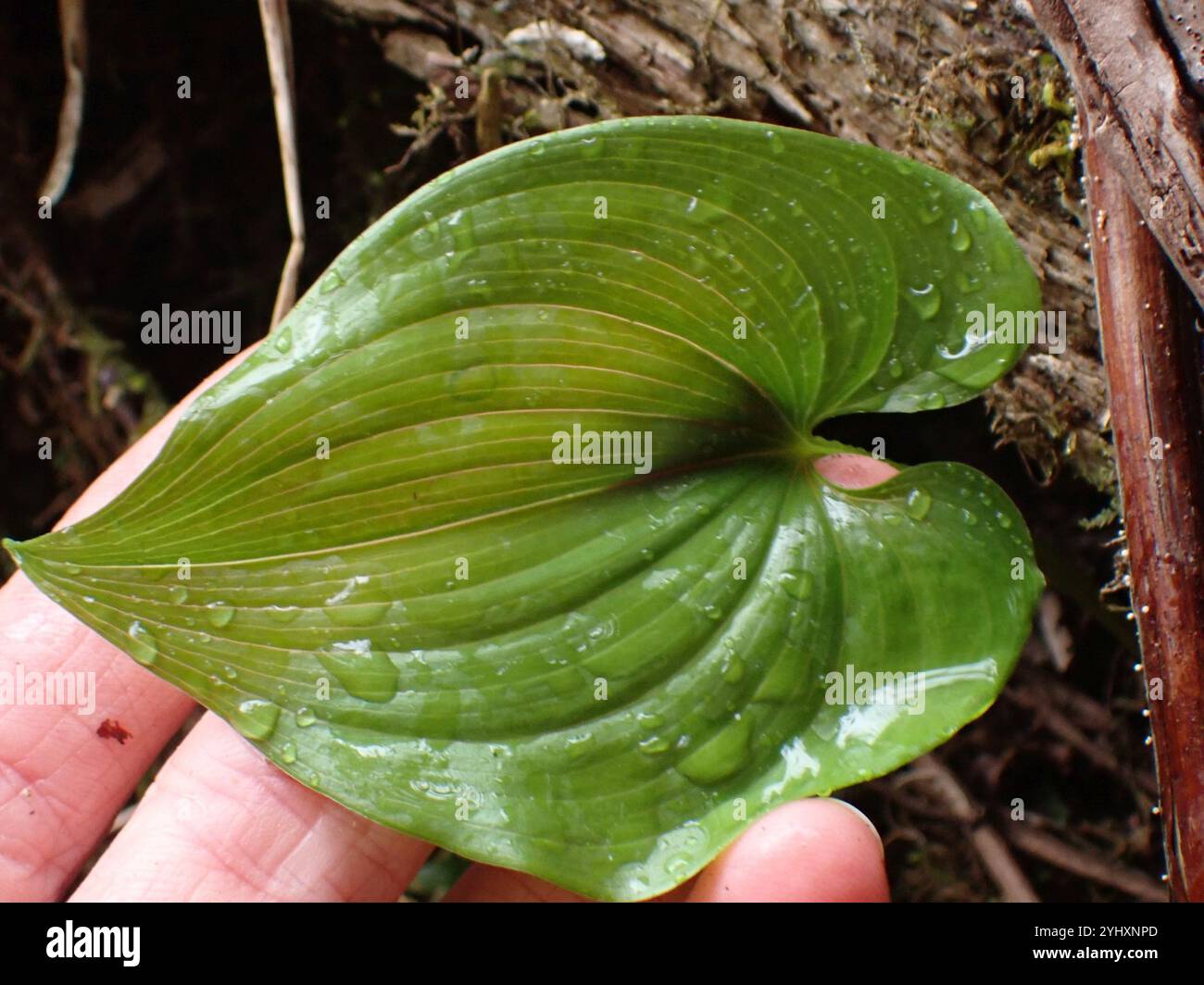 Western Lily of the Valley (Maianthemum dilatatum Stock Photo - Alamy