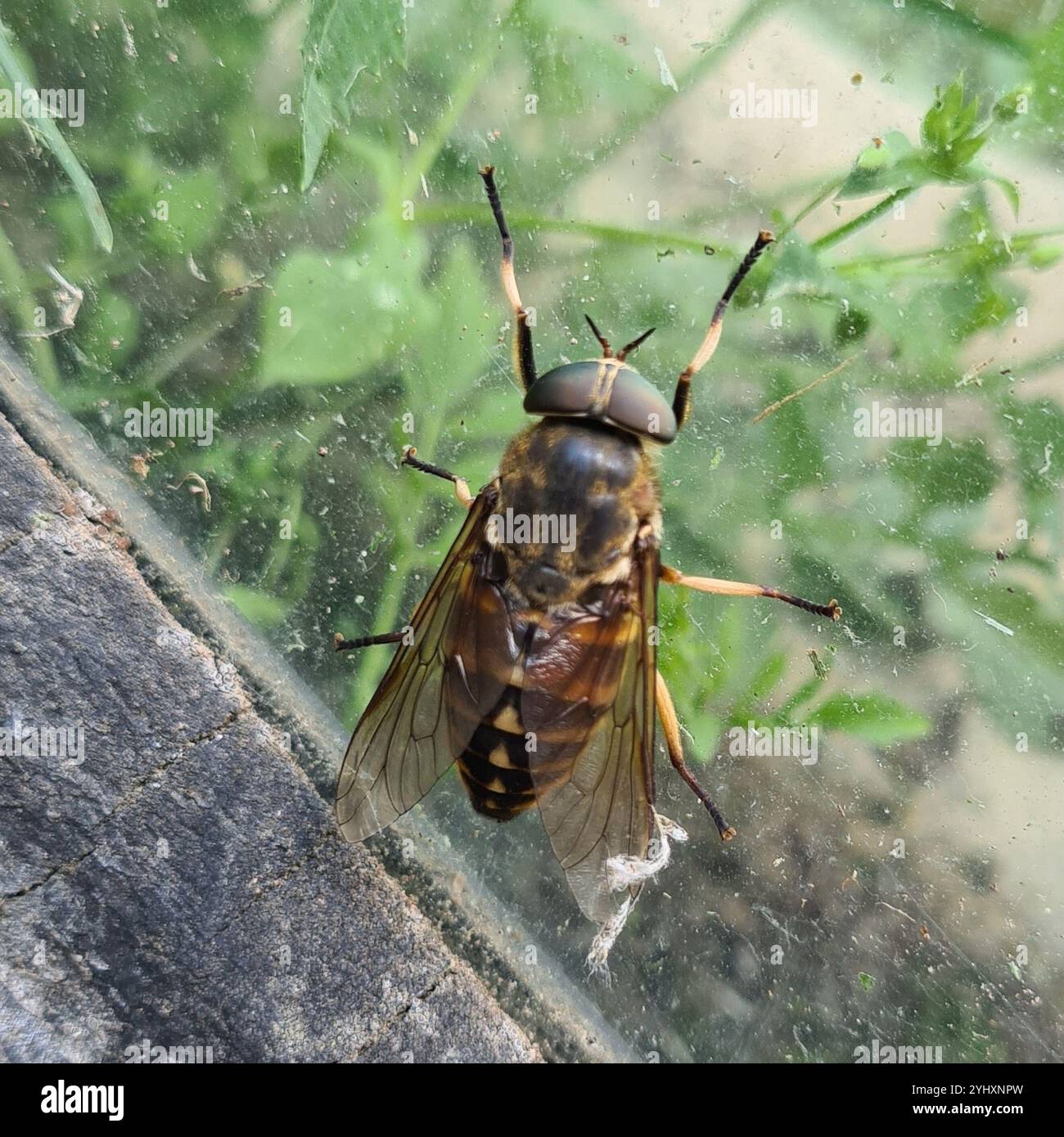 Horse and Deer Flies (Tabanidae Stock Photo - Alamy