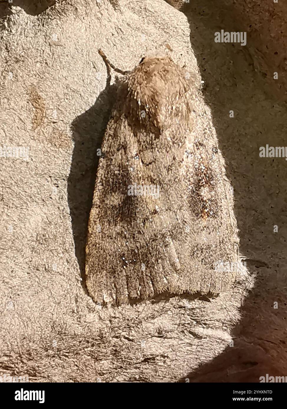 Mottled Rustic (Caradrina morpheus Stock Photo - Alamy