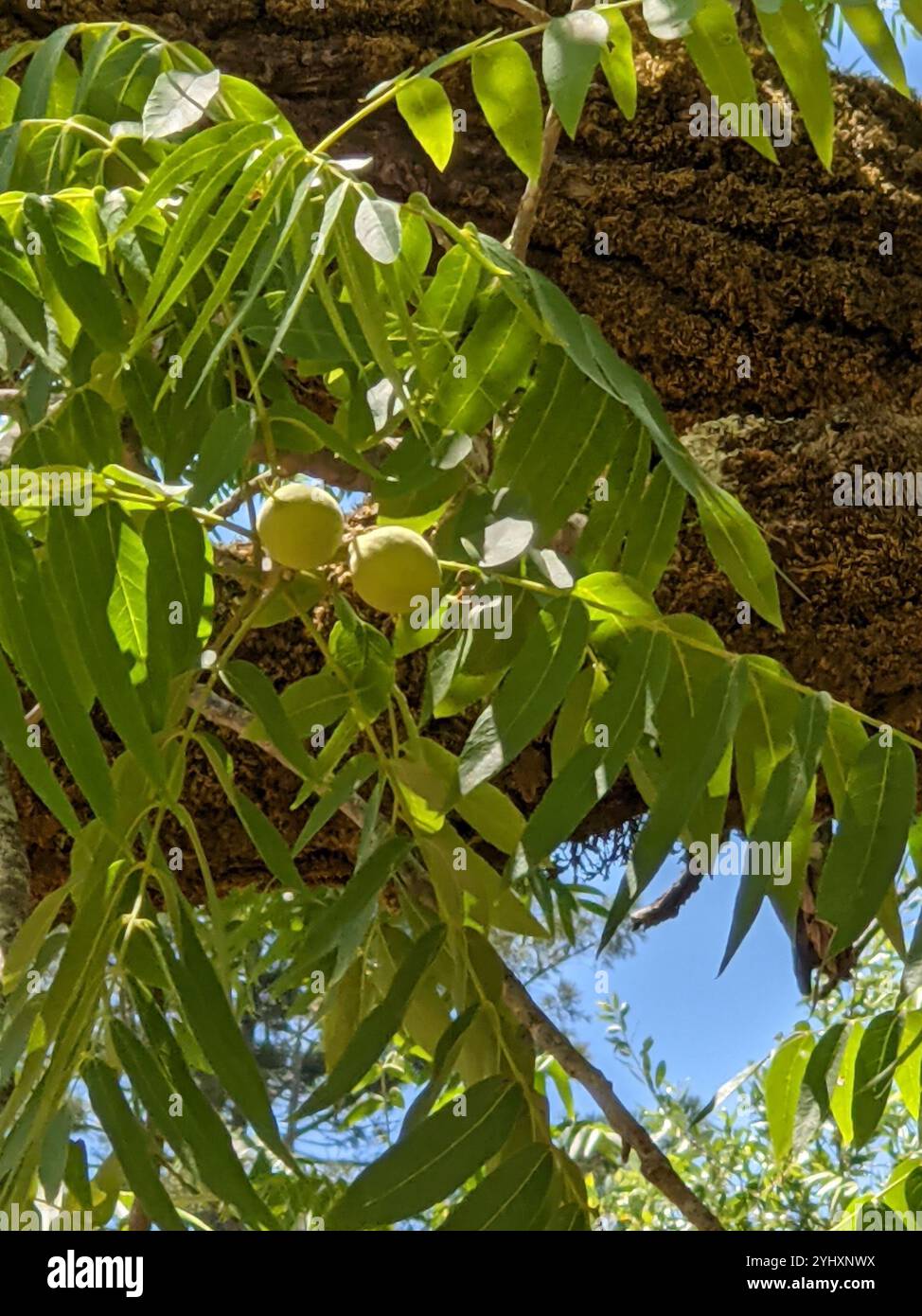 northern California black walnut (Juglans hindsii Stock Photo - Alamy