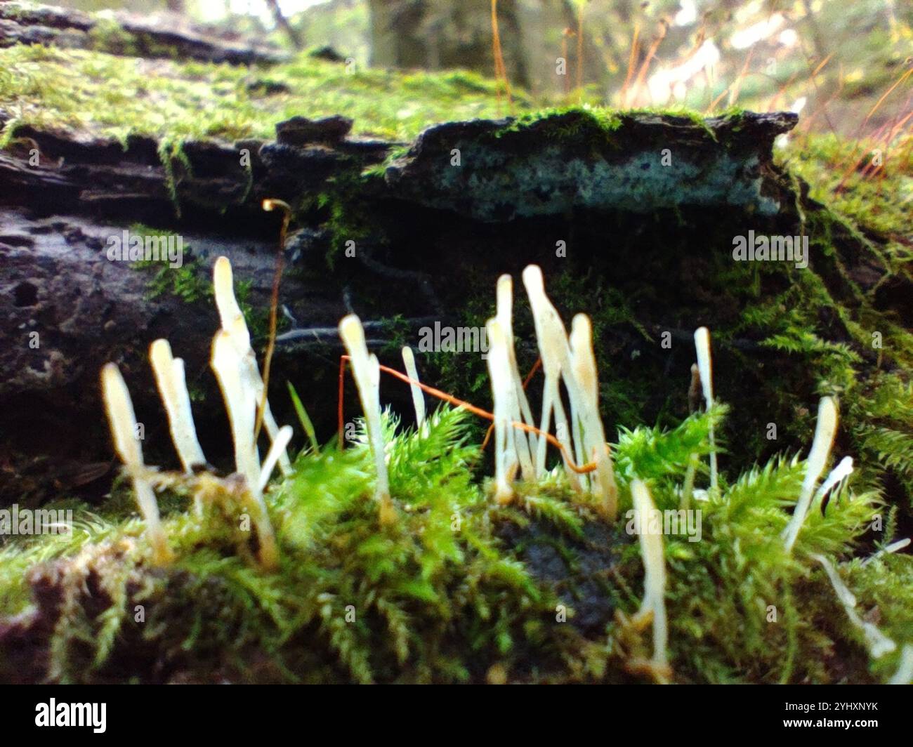 moss rust (Eocronartium muscicola Stock Photo - Alamy