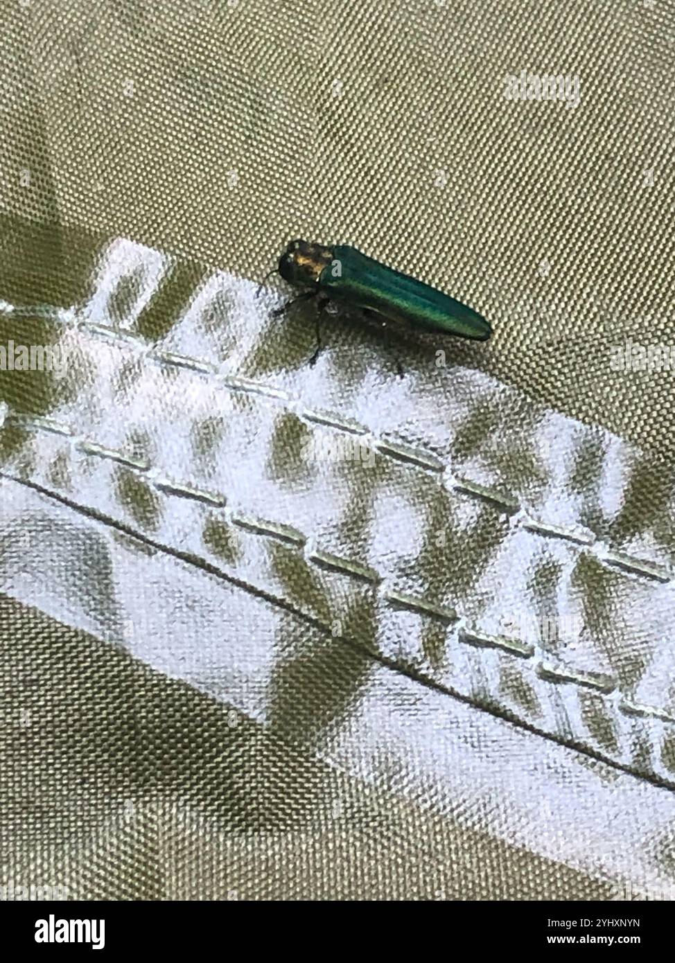Emerald Ash Borer (Agrilus planipennis Stock Photo - Alamy
