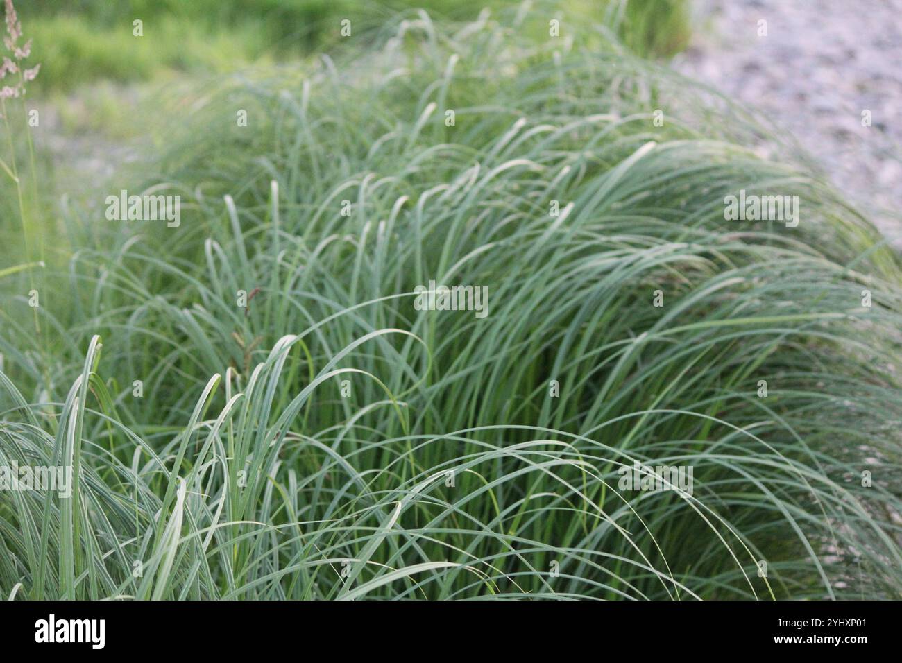 true sedges (Carex Stock Photo - Alamy