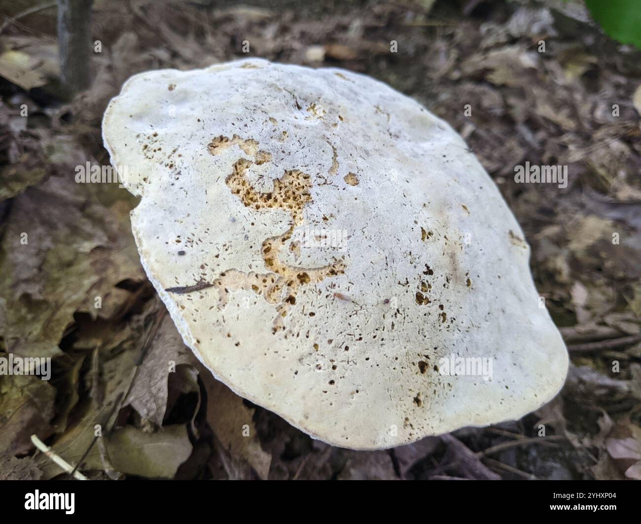 bolete mould (Hypomyces chrysospermus Stock Photo - Alamy