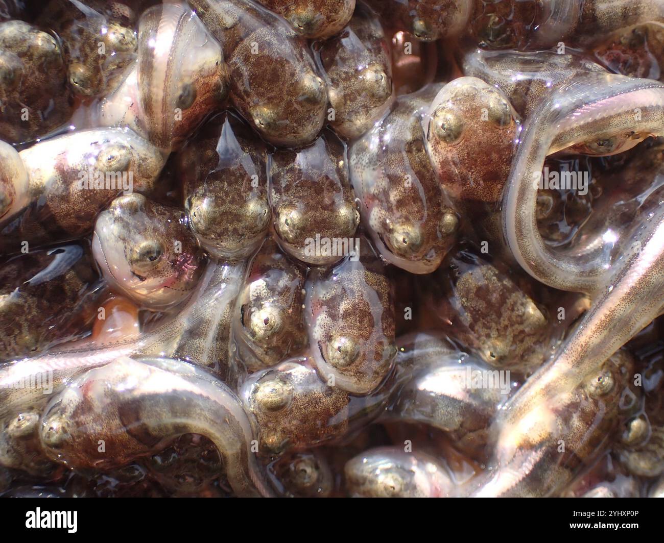 Plainfin hi-res stock photography and images - Alamy