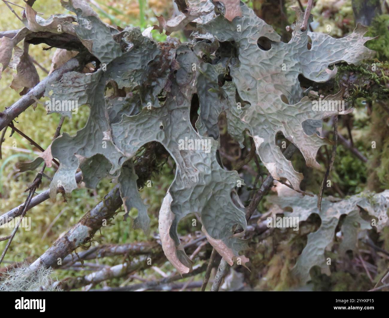 Tree Lungwort (Lobaria pulmonaria Stock Photo - Alamy