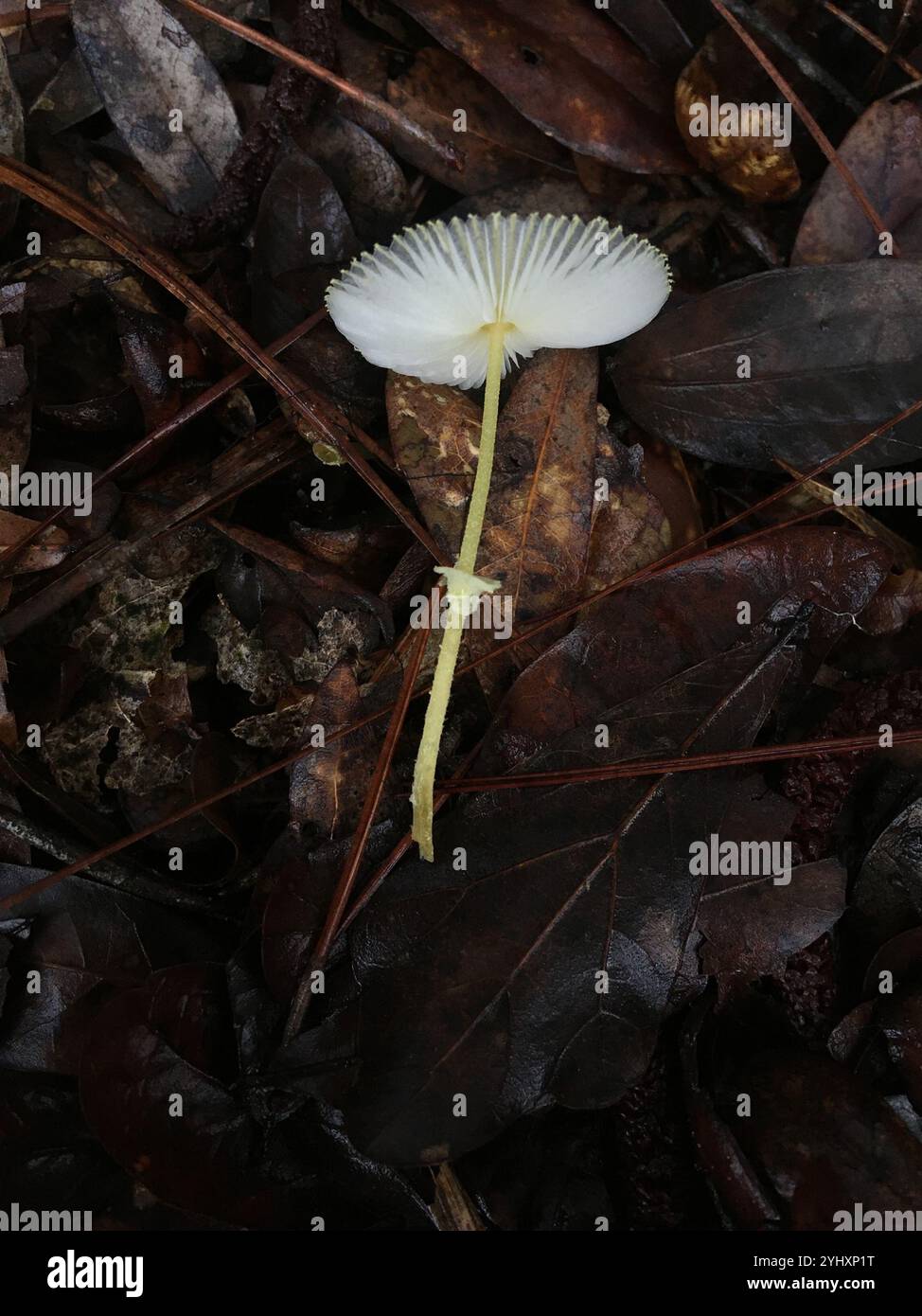 Fragilissimus hi-res stock photography and images - Alamy