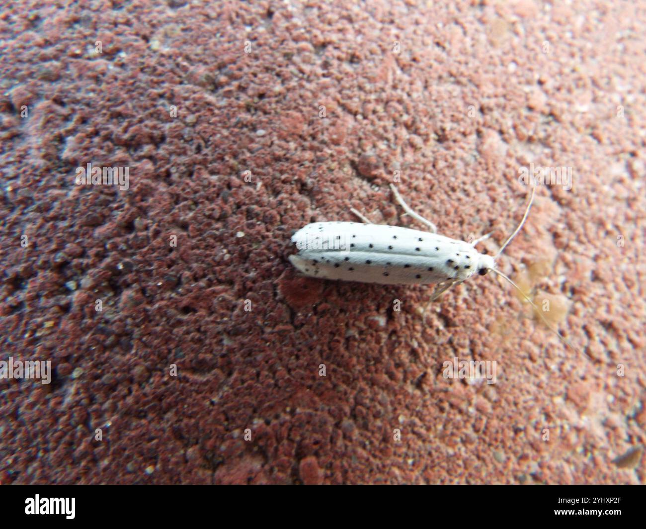 Small Ermine Moths (Yponomeuta Stock Photo - Alamy