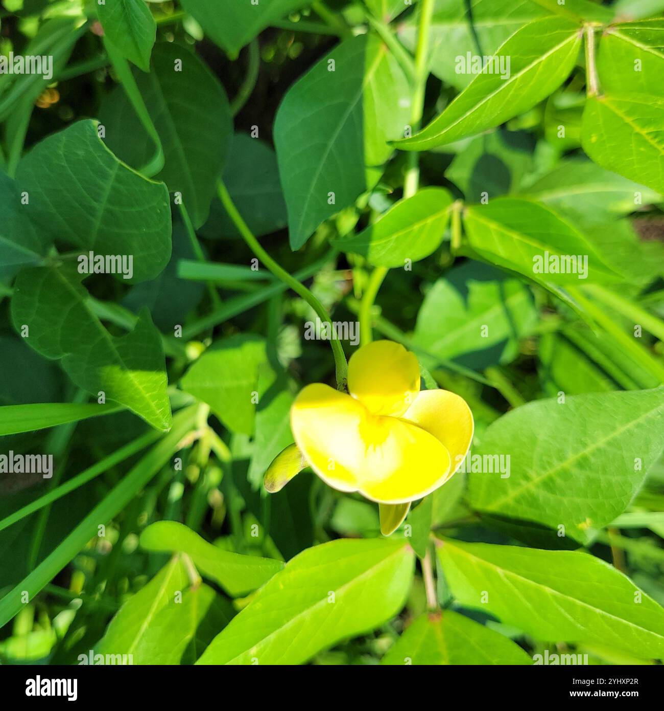 Wild Cowpea (Vigna luteola Stock Photo - Alamy