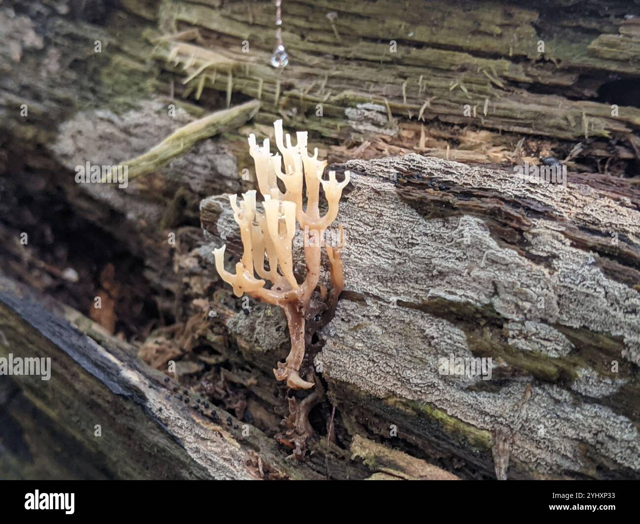 crown-tipped coral fungus (Artomyces pyxidatus Stock Photo - Alamy