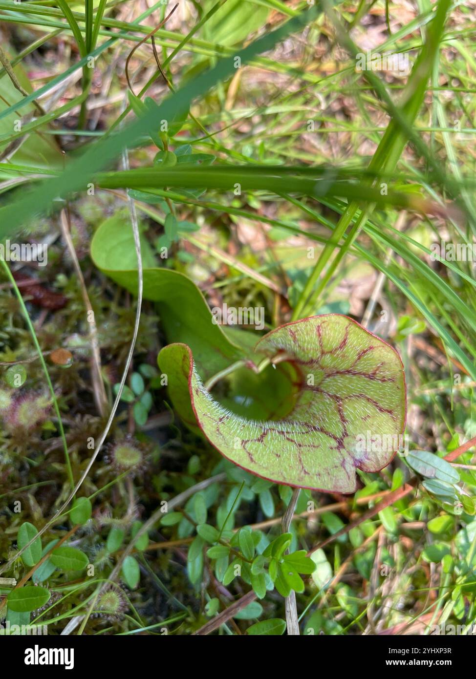 northern purple pitcher plant (Sarracenia purpurea purpurea Stock Photo ...