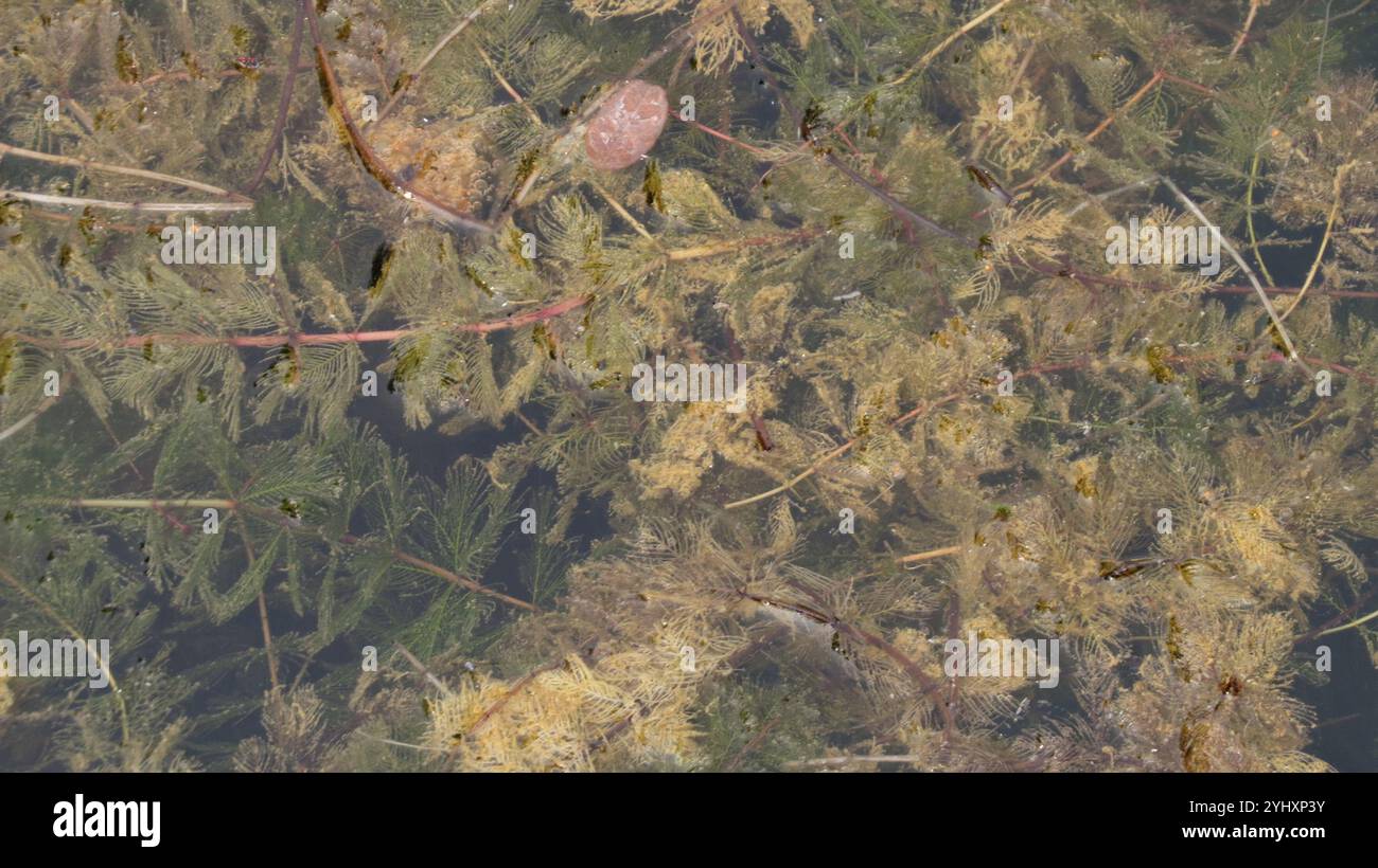 Eurasian water-milfoil (Myriophyllum spicatum Stock Photo - Alamy