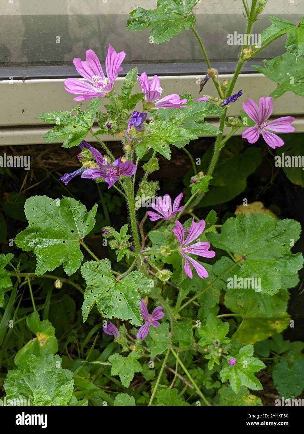 Common Mallow (Malva sylvestris Stock Photo - Alamy
