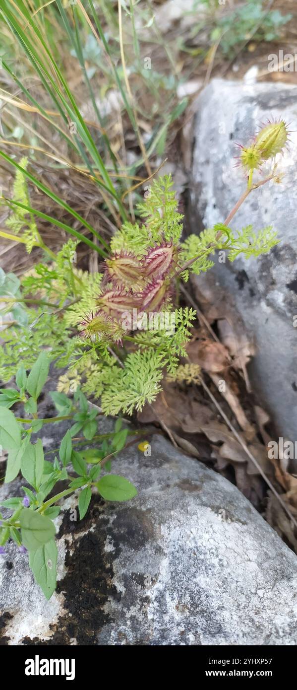 Flat-fruited Orlaya (Orlaya daucoides Stock Photo - Alamy