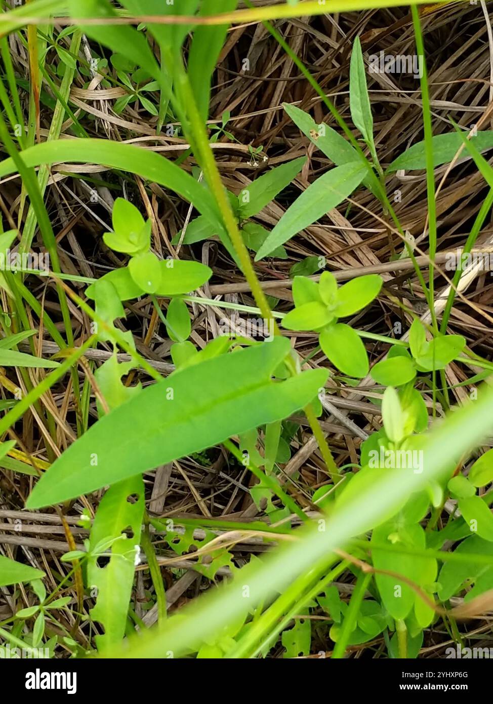 arrow-leaved tearthumb (Persicaria sagittata Stock Photo - Alamy