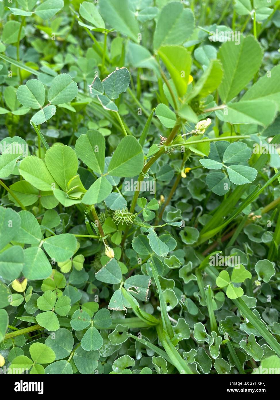 bur clover (Medicago polymorpha Stock Photo - Alamy