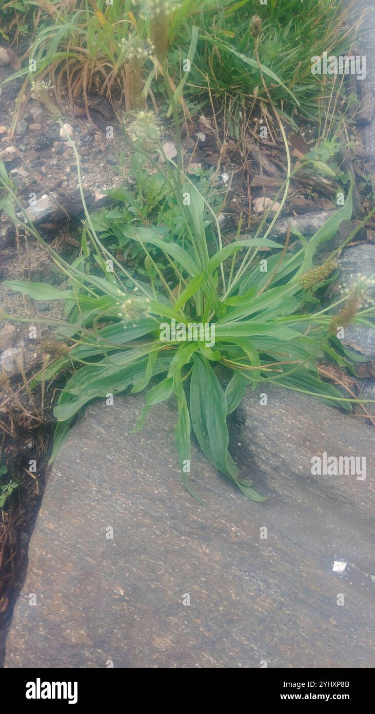ribwort plantain (Plantago lanceolata Stock Photo - Alamy