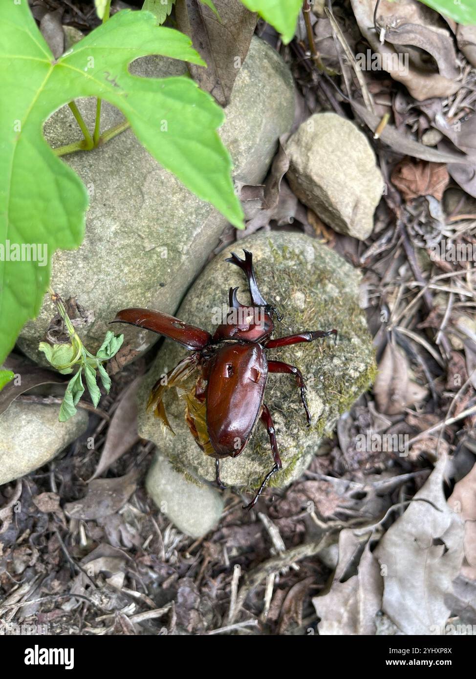 (Trypoxylus dichotomus tsunobosonis Stock Photo - Alamy