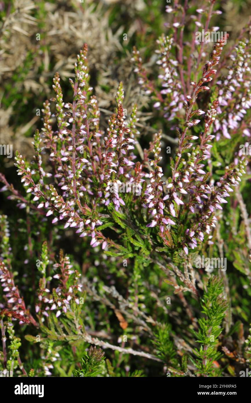 common heather (Calluna vulgaris Stock Photo - Alamy