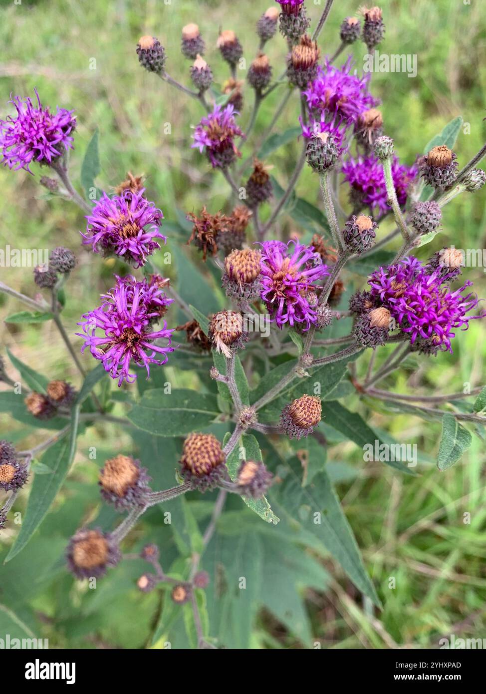Western Ironweed (Vernonia baldwinii Stock Photo - Alamy