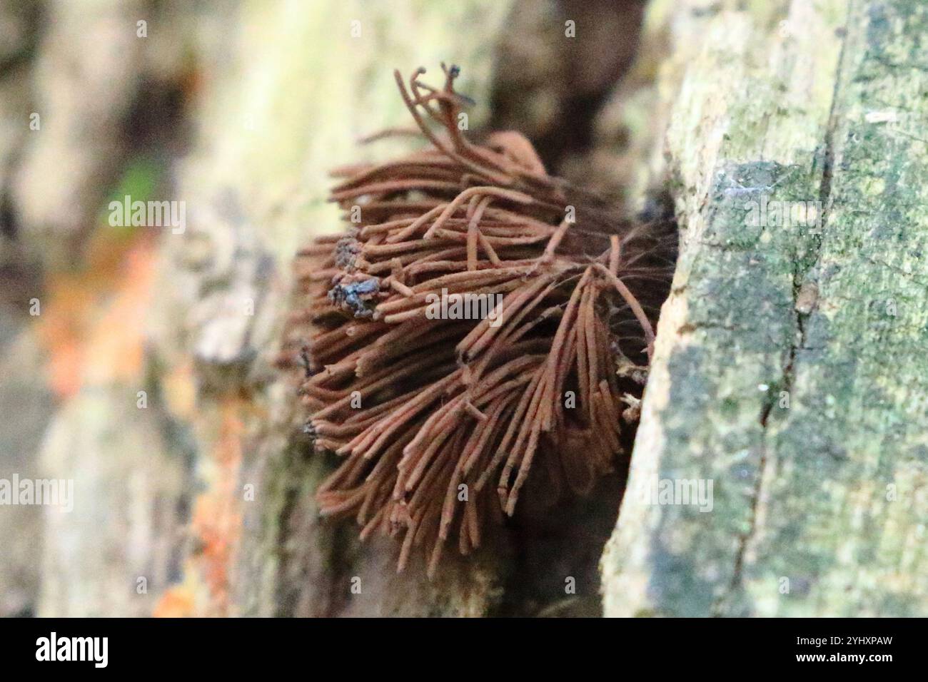 chocolate tube slime (Stemonitis splendens Stock Photo - Alamy