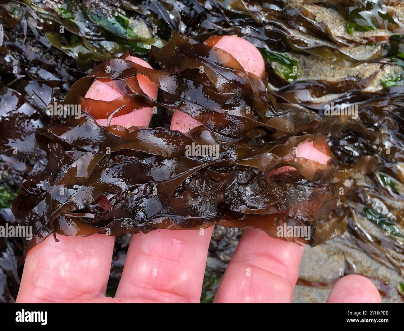 red algae (Rhodophyta Stock Photo - Alamy