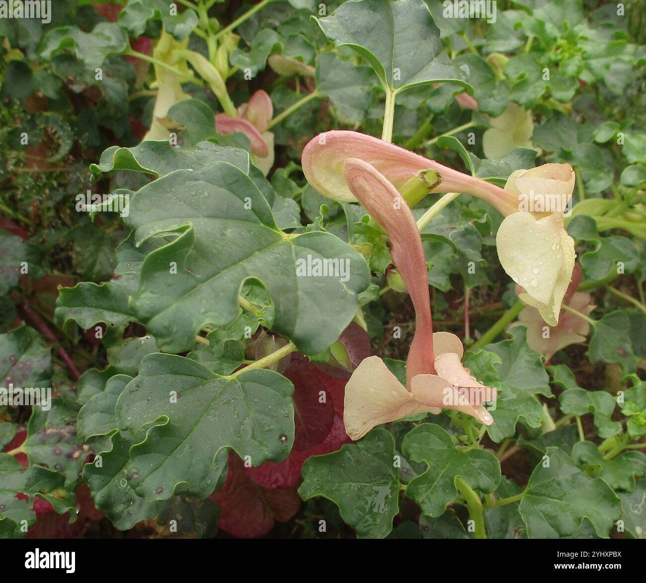 Sackflower (Holubia saccata Stock Photo - Alamy