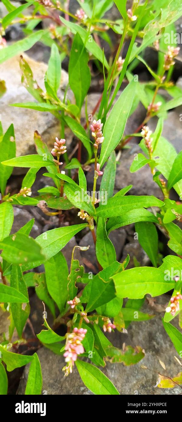 Persicaria tomentosa hi-res stock photography and images - Alamy
