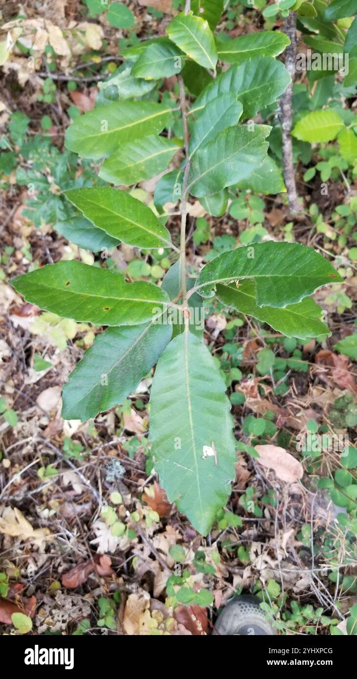 Tanoak (Notholithocarpus densiflorus Stock Photo - Alamy