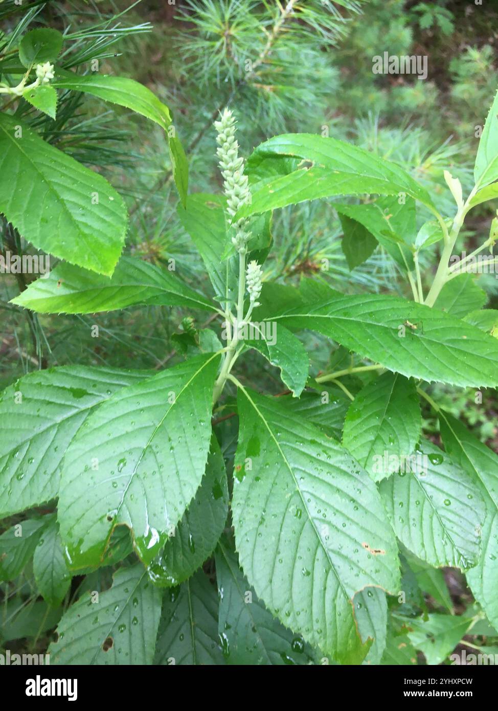 Sweet Pepperbush (Clethra alnifolia Stock Photo - Alamy