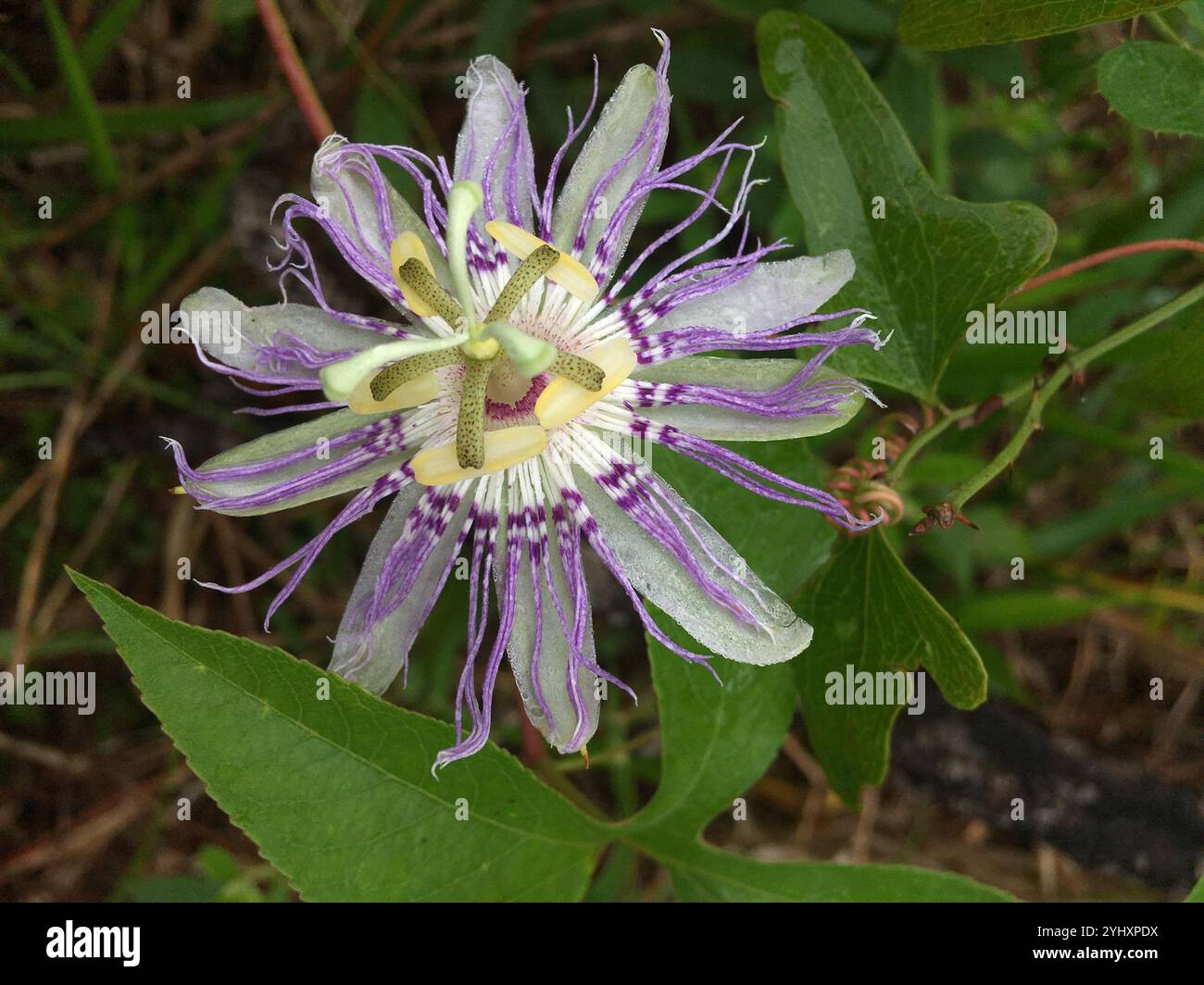 purple passionflower (Passiflora incarnata Stock Photo - Alamy