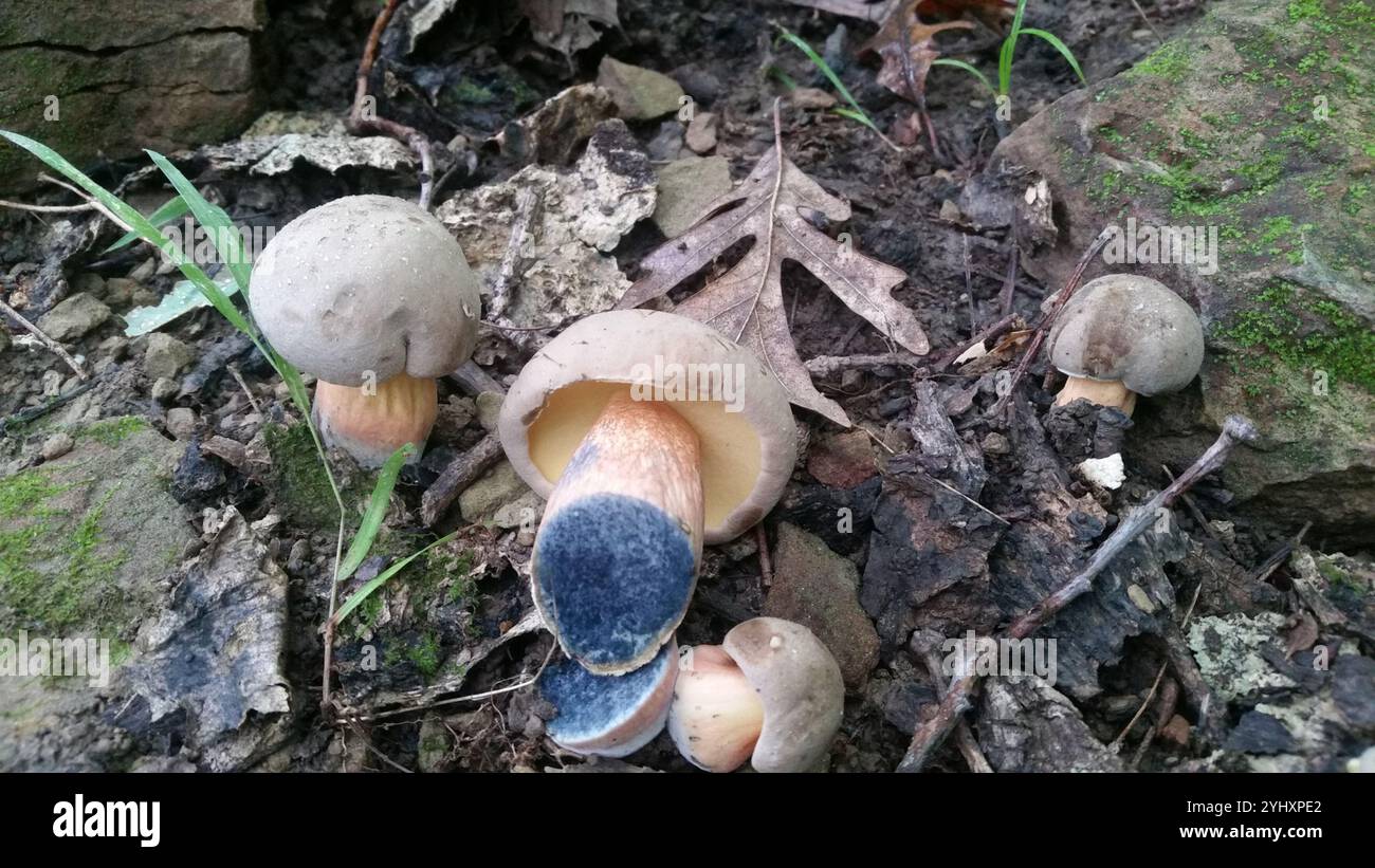 Caloboletus hi-res stock photography and images - Alamy