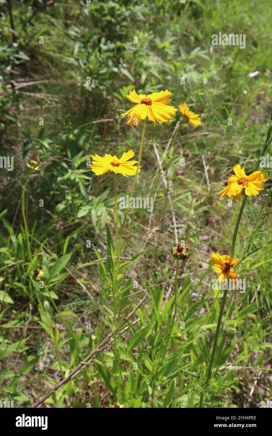 Lance-leaved Coreopsis (Coreopsis lanceolata Stock Photo - Alamy
