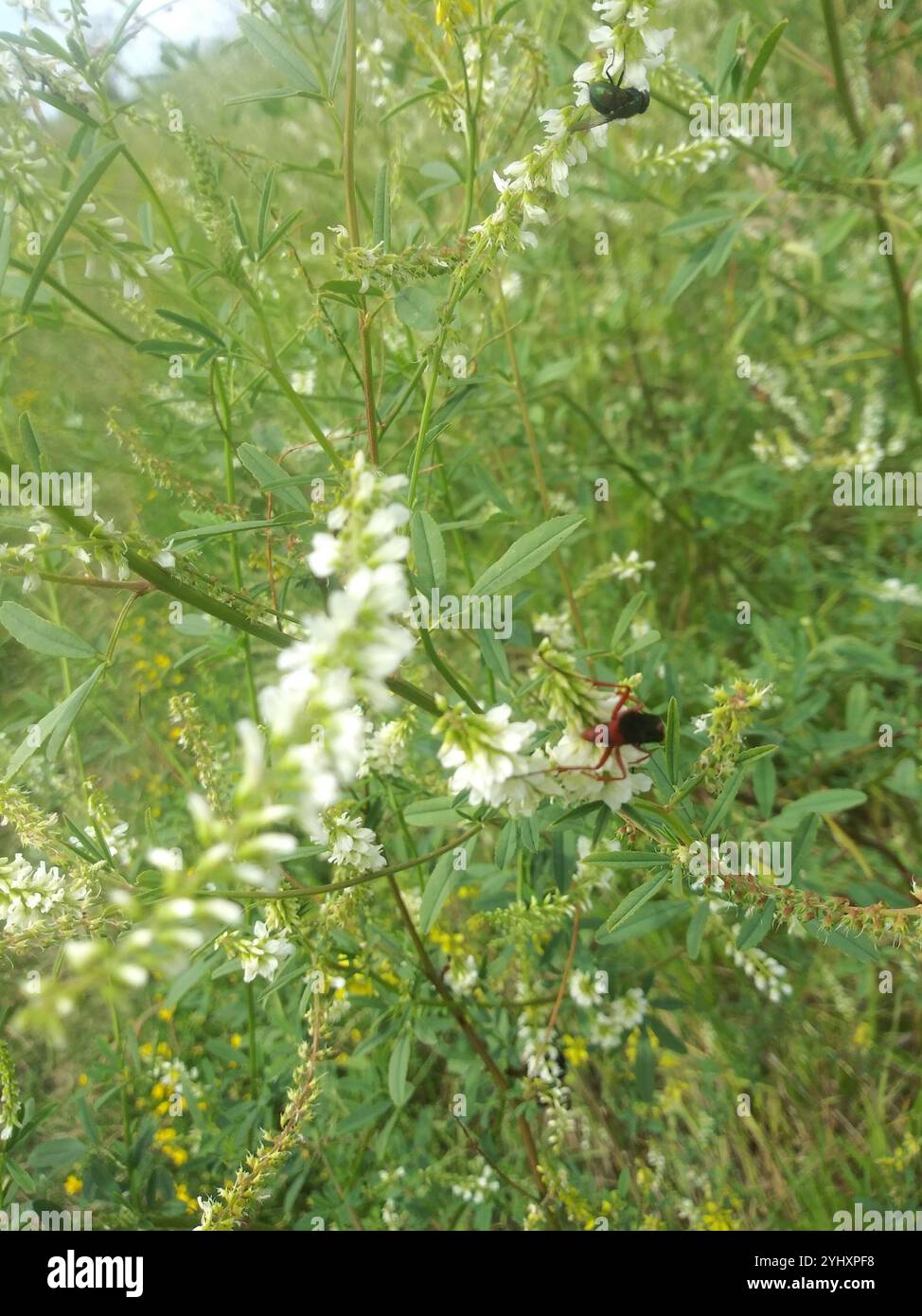 Rusty spider wasp hi-res stock photography and images - Alamy