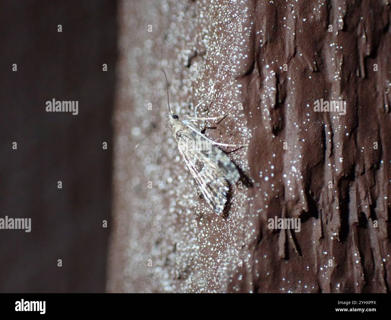 Montana Six-plume Moth (Alucita montana Stock Photo - Alamy