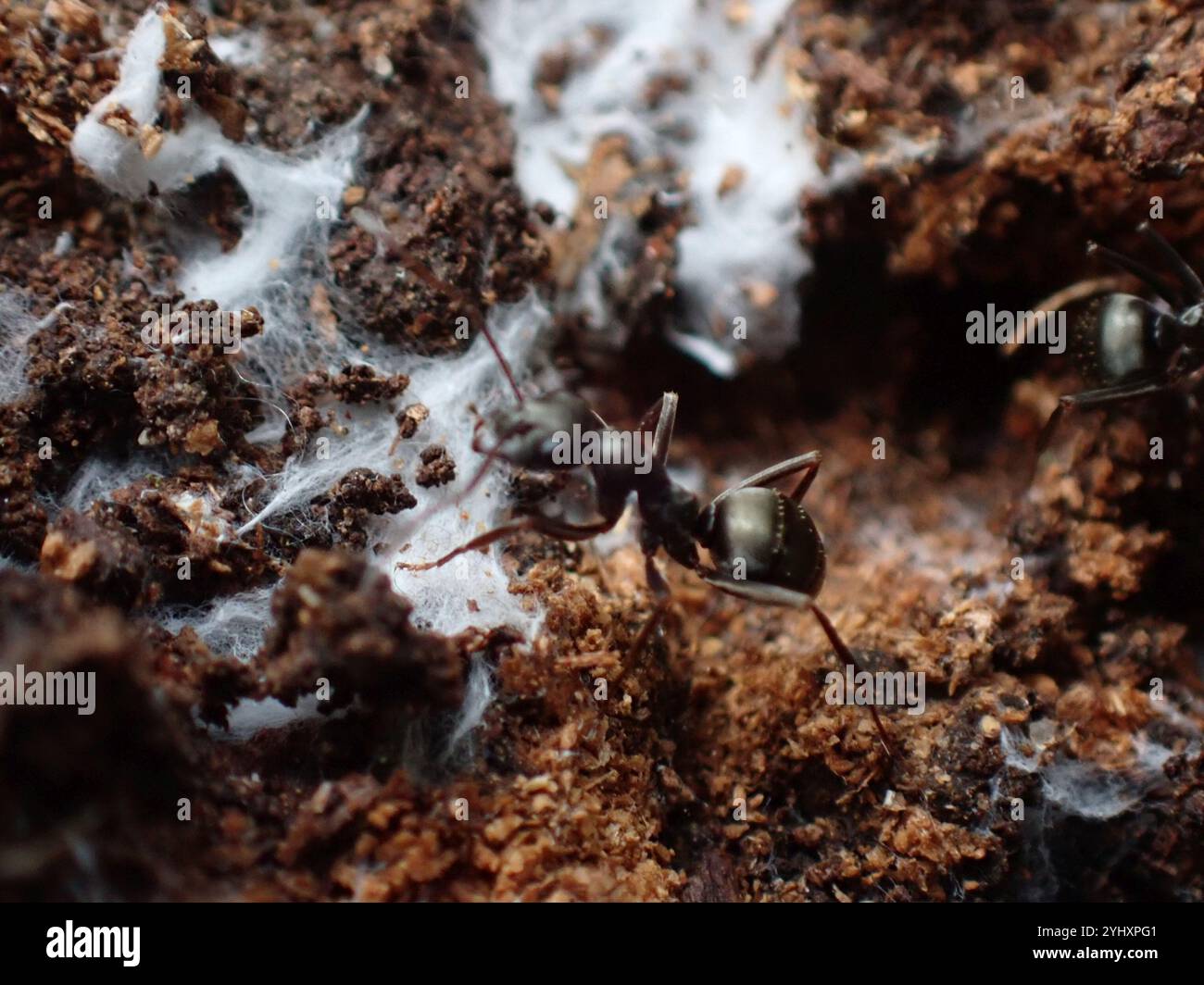fusca-group Field Ants and Allies (Formica fusca Stock Photo - Alamy