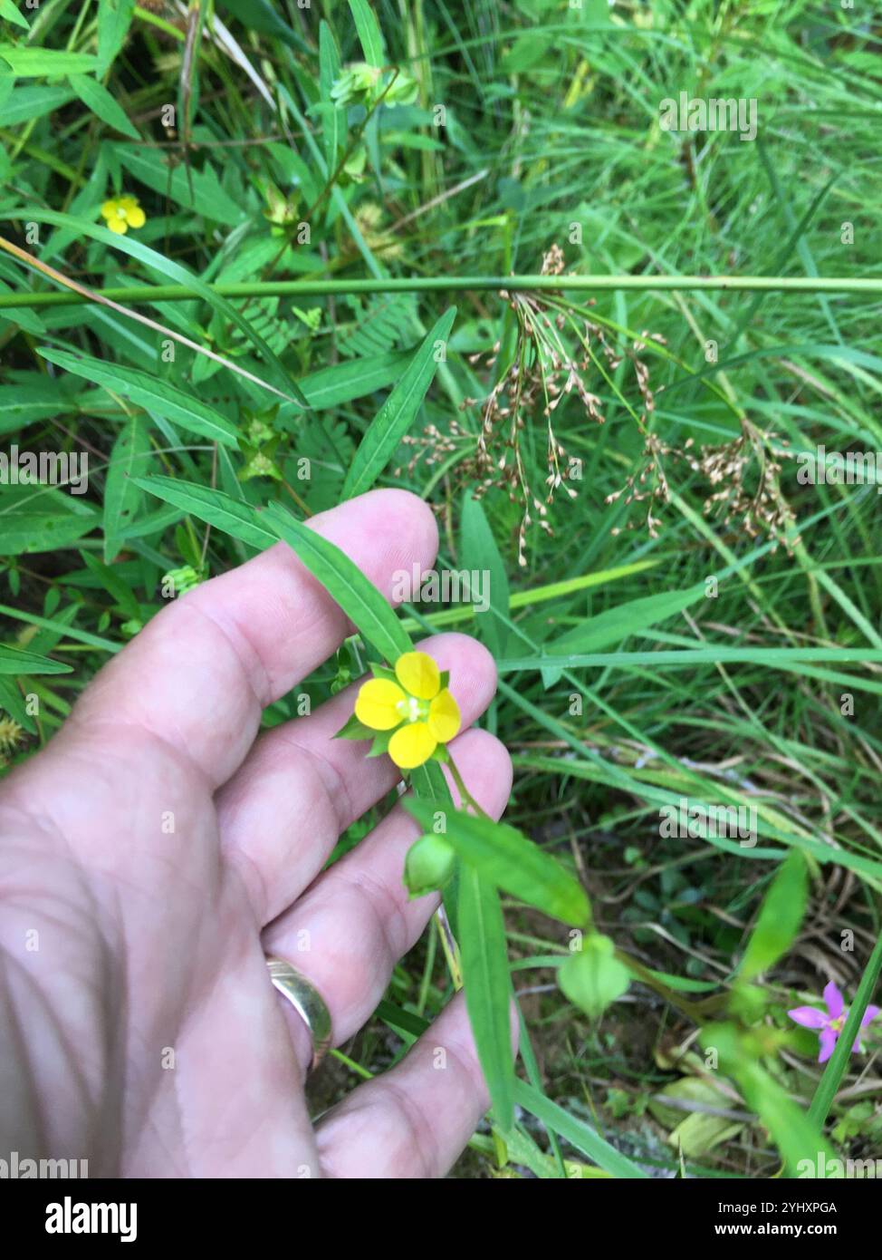 Seedbox (Ludwigia alternifolia Stock Photo - Alamy