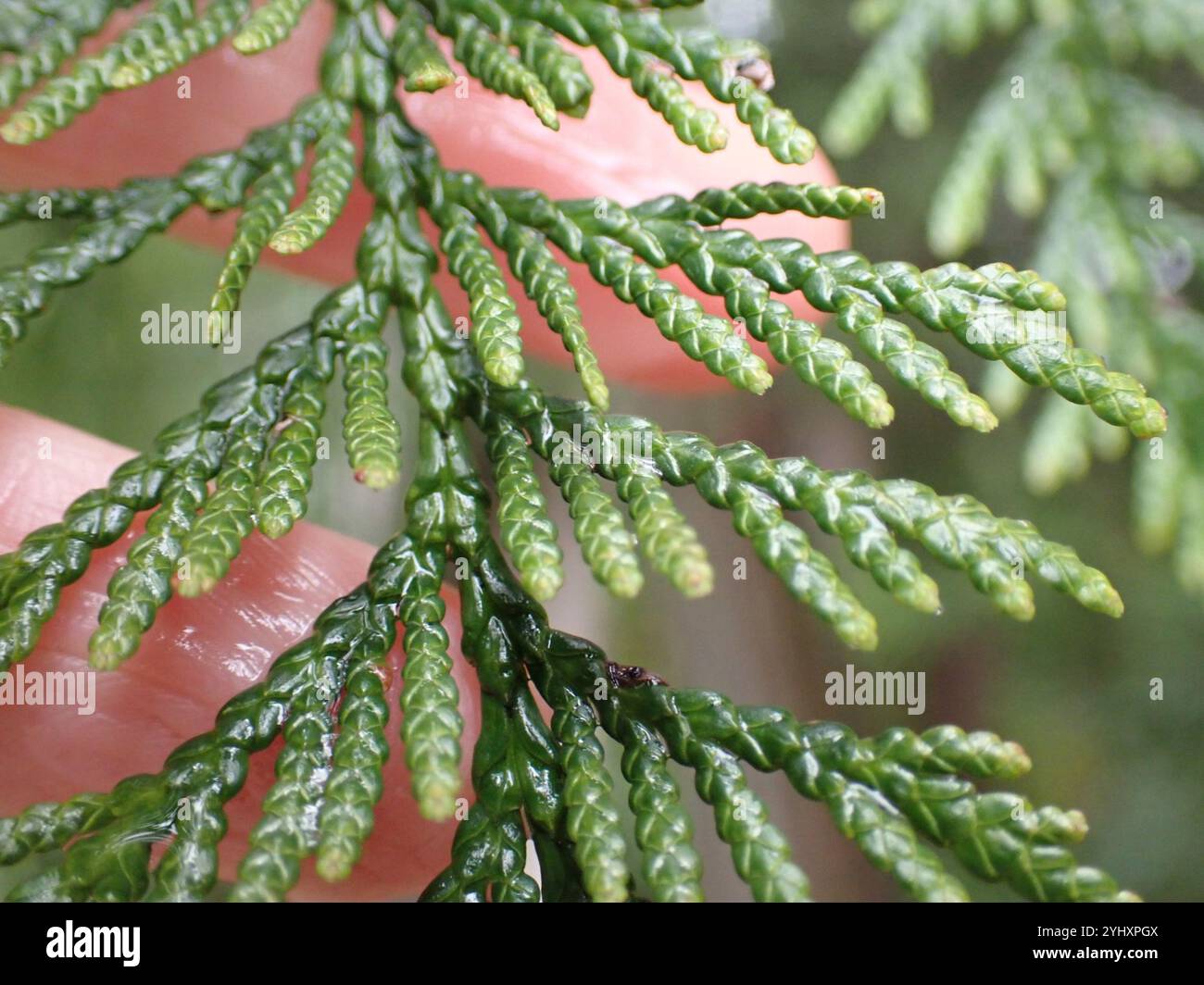 cypress family (Cupressaceae Stock Photo - Alamy