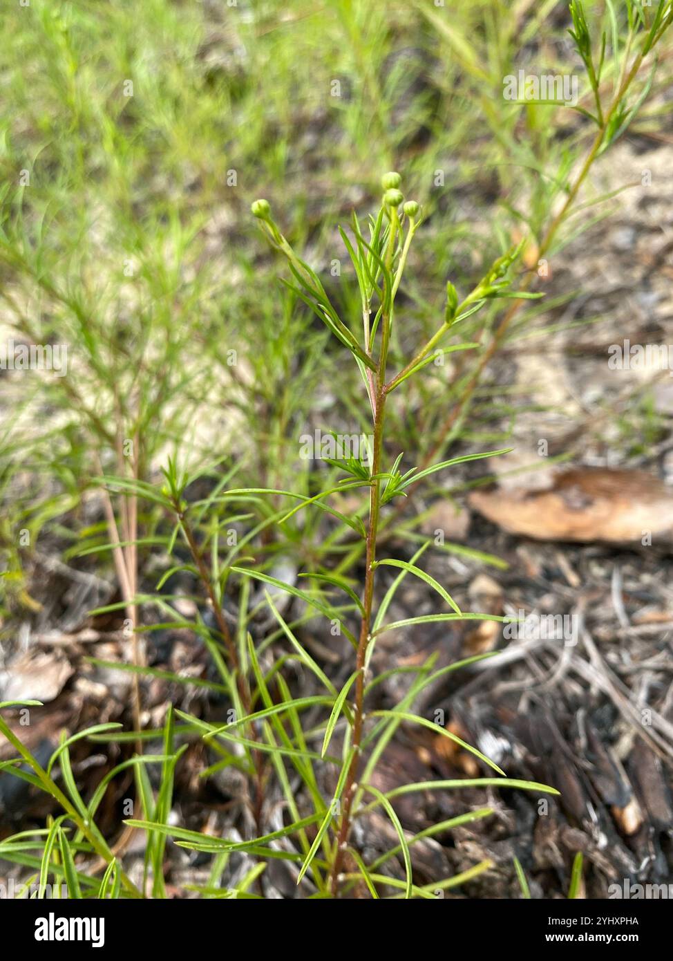 sandhill golden aster (Pityopsis pinifolia Stock Photo - Alamy